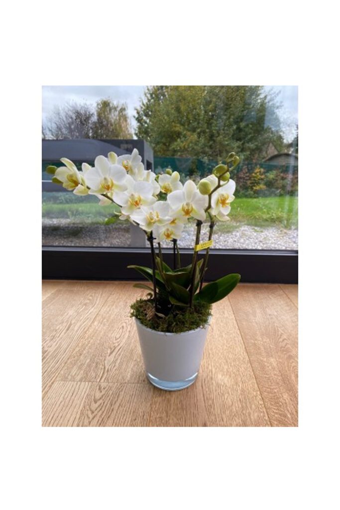 Classic Boguetto orchid - Anne Duchateau Europe - Flowers & Plants ...