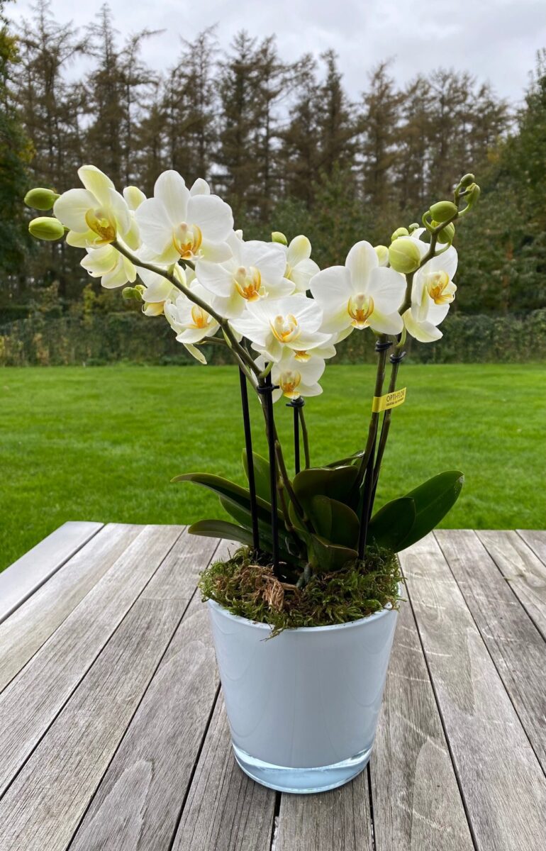 Orchidée Boguetto classique - Anne Duchateau Europe - Fleurs & Plantes ...